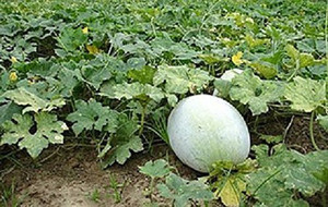 Aywal Ash Gourd Hybrid Mitahi Petha Seed Price in India - Buy Aywal Ash ...
