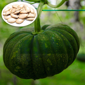 Seedsilk Store Pumpkin Seeds for Home Garden | Farming | Vegetable ...