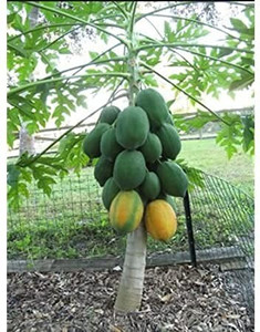 MAA Papaya, Papita Seed Price in India - Buy MAA Papaya, Papita Seed ...