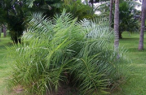plantsworld Phoenix acaulis, Trunkless Date Palm, Stemless Date Palm ...