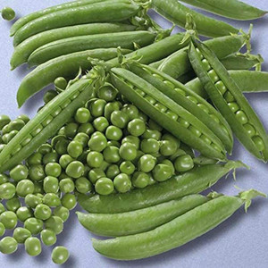 CYBEXIS High Yield Seeds of Vegetable Pea Progress 800 Seeds Seed Price ...