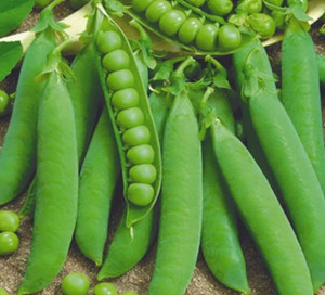 Aywal Hybrid Pea Matar Green Matar Beej Pea Seed Price in India - Buy ...
