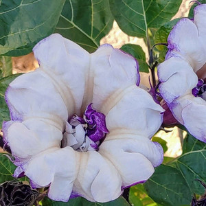 CYBEXIS Hybrid Lycoris Radiata Seeds for Garden-100 Seeds Seed Price in ...