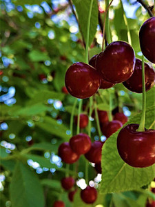 CARIBBEAN IMPORTED CHERRY FRUIT Seed Price in India - Buy CARIBBEAN ...