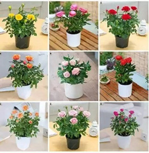Aro Rose, Flower seeds Seed Price in India - Buy Aro Rose, Flower seeds ...