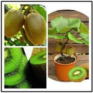Biosnyg Thailand Mini Kiwi Fruit Seeds Flower 50 Seeds Seed Price in ...