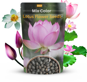 Bold Byte lotus flower seeds, Kamal Gatta Seed, kamal ke Beej Seed ...