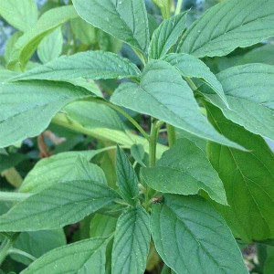 KANAYA Green Cholai Saag Vegetable Seed Price in India - Buy KANAYA ...