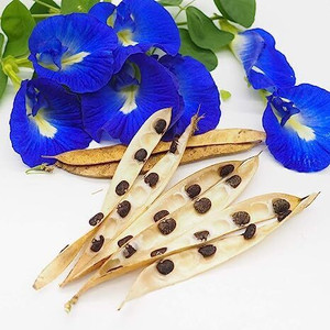 PGD Blue Shankupushpam/Aparajitha/Sangu Poo/Clitoria ternatae Seed ...