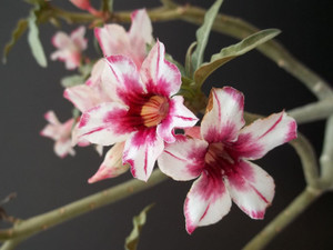 VibeX ® VLR-403 Adenium somalense Blue boy Desert Rose Seed Price in ...