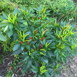 wequality Hybrid f1 chilli seeds,hot chilli,green chili,red chilli ...