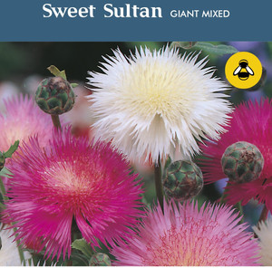 EVEMP Sweet Sultan Flower Plant Seed Price in India - Buy EVEMP Sweet ...