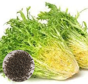 CYBEXIS Endive Seeds, Curled Frisee -250 Seeds Seed Price in India ...