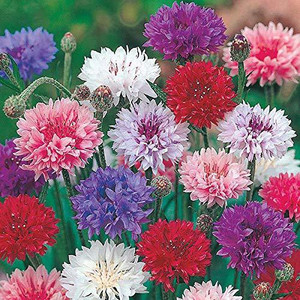 ACCELCROP Cornflower Dwarf Double Mix Flower Seed Price in India - Buy ...
