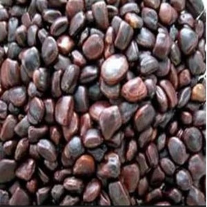 Farmhook IMLI SEEDS, EMLI SEED BIG, TAMARIND BIG, TAMARINDUS INDICA ...