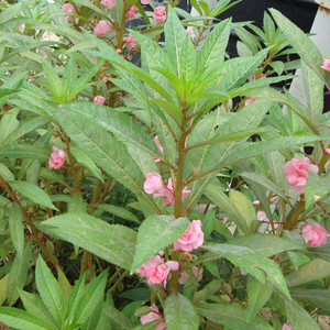 naturehils Balsam seeds/ Mixed Organic Balsam Seeds/ Dopati Hybird Seed ...