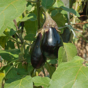 naturehils Brinjal Seed, BR-300 Organic Muktakeshi Brinjal , Black ...