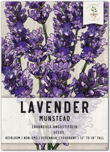 VibeX ® VXI-333 Old Fashioned English Lavender Vera Seed Price in India ...