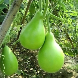 CYBEXIS Calabashs Seeds, an Indispensable Rare Vegetable in The Bottle ...