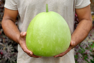 WILLVINE Giant Round Bottle Gourd Seeds-(10 Gms, 50 Seeds) Seed Price ...