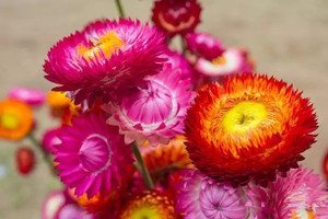 Aro Helichrysum Seed Price in India - Buy Aro Helichrysum Seed online ...