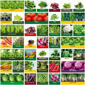 Greenery Hub 40 Variety Vegetable Seeds Combo Pack Seed Price in India ...