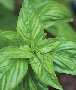 VibeX KGF -88 - Sweet Large Leaf Basil - (1500 Seeds) Seed Price in ...