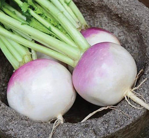 KANAYA Turnip Red Ball/ Shalgam Hybrid Seed Price in India - Buy KANAYA ...