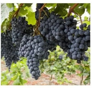 Aro Grapes Fruit, Black Grapes Seed Price in India - Buy Aro Grapes ...