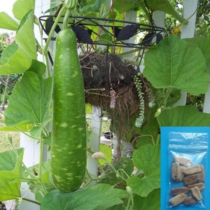 Arshiayat Bangladeshi Hazari Hybrid Long Bottle Gourd Seed Price in ...