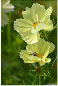 CYBEXIS Cosmos - BIPINNATUS - XANTHOS Seed Price in India - Buy CYBEXIS ...