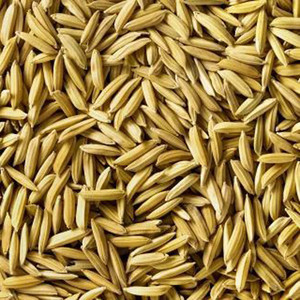 naturehils Basmati Paddy, Rice Seed for Farming & Agriculture, 1Kg Per ...
