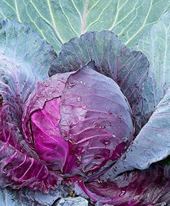 Arshiayat Red Cabbage Vegetable Seed Purple Cabbage Hybrid Seed Price ...