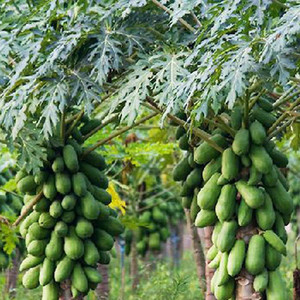 naturehils F1 Papaya Seed, Orgnic Fruit & Vegetable Seed, Papita seed ...
