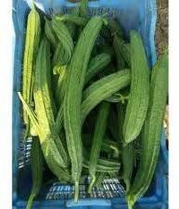 greenfarm Turai seed , tori , ridged gourd seed Seed Price in India ...