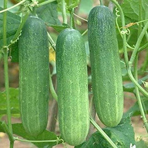 GROWN All Season Type Kheera Cucumber Seed - 400 Seed Price in India ...