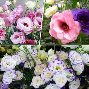 NooElec Seeds India 100 Seeds-All Seasons Lisianthus Eustoma Mix Flower ...