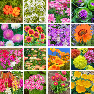 DERA Dera Seeds 16 Variety Flower Seeds Combo Pack With Instruction ...