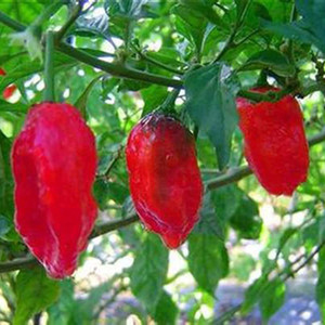 CYBEXIS High Germination Extremely Spicy Eastern Hot Chilli Seeds2400 ...