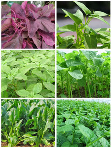 Arshiayat Spinach/Malabar Spinach/Water Spinach/Amaranth/Pui/Palak 6 ...