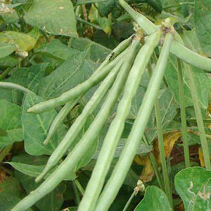 naturehils Cowpea Seeds, CW24 Pure Organic Hybird, Black-eye Pea ...