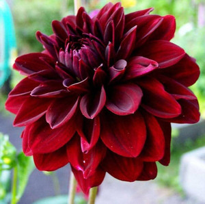 ibains Daliya seeds for garden Seed Price in India - Buy ibains Daliya ...