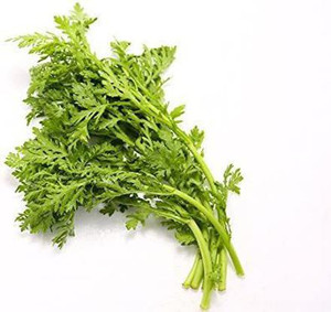 VibeX PAU-79 - Edible Shungiku Chrysanthemum (Tong Ho) Green - (90 ...