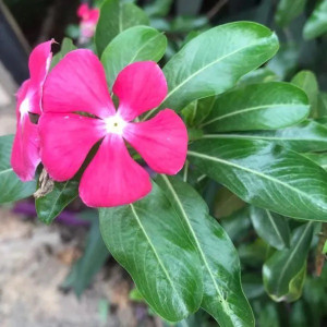CORUS Catharanthus roseus: Vinca rosea Seed Price in India - Buy CORUS ...