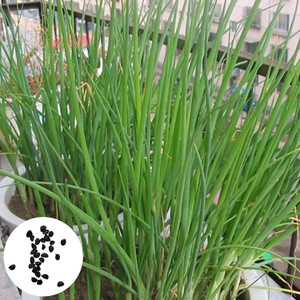 CYBEXIS Good Germination Chive Seeds Green Onion Seeds-500 Seeds Seed ...