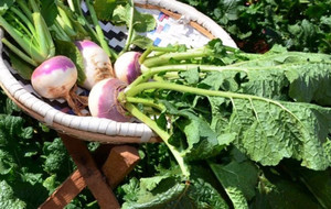 MYLAWN Turnip Seeds (Purple Queen) Seed Price in India - Buy MYLAWN ...