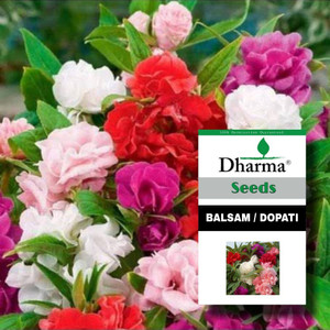 Dharma Balsam, Dopati Seed Price in India - Buy Dharma Balsam, Dopati ...