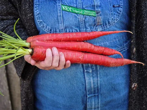 RUDAN Long Red Carrot Seed Price in India - Buy RUDAN Long Red Carrot ...