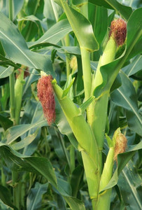 jenric Hybrid Maize seeds, Hybrid organic Maize seeds, Maize seeds ...