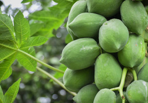 Arshiayat Papaya F1 Hybrid Seed Price in India - Buy Arshiayat Papaya ...